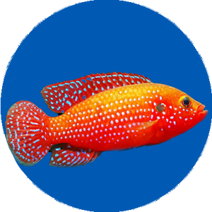 NZ Owned and Operated Pet Store